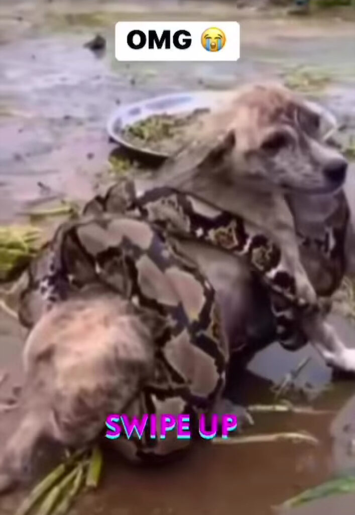 Heroic Rescue: Dog Saved from Python Attack - My Blog